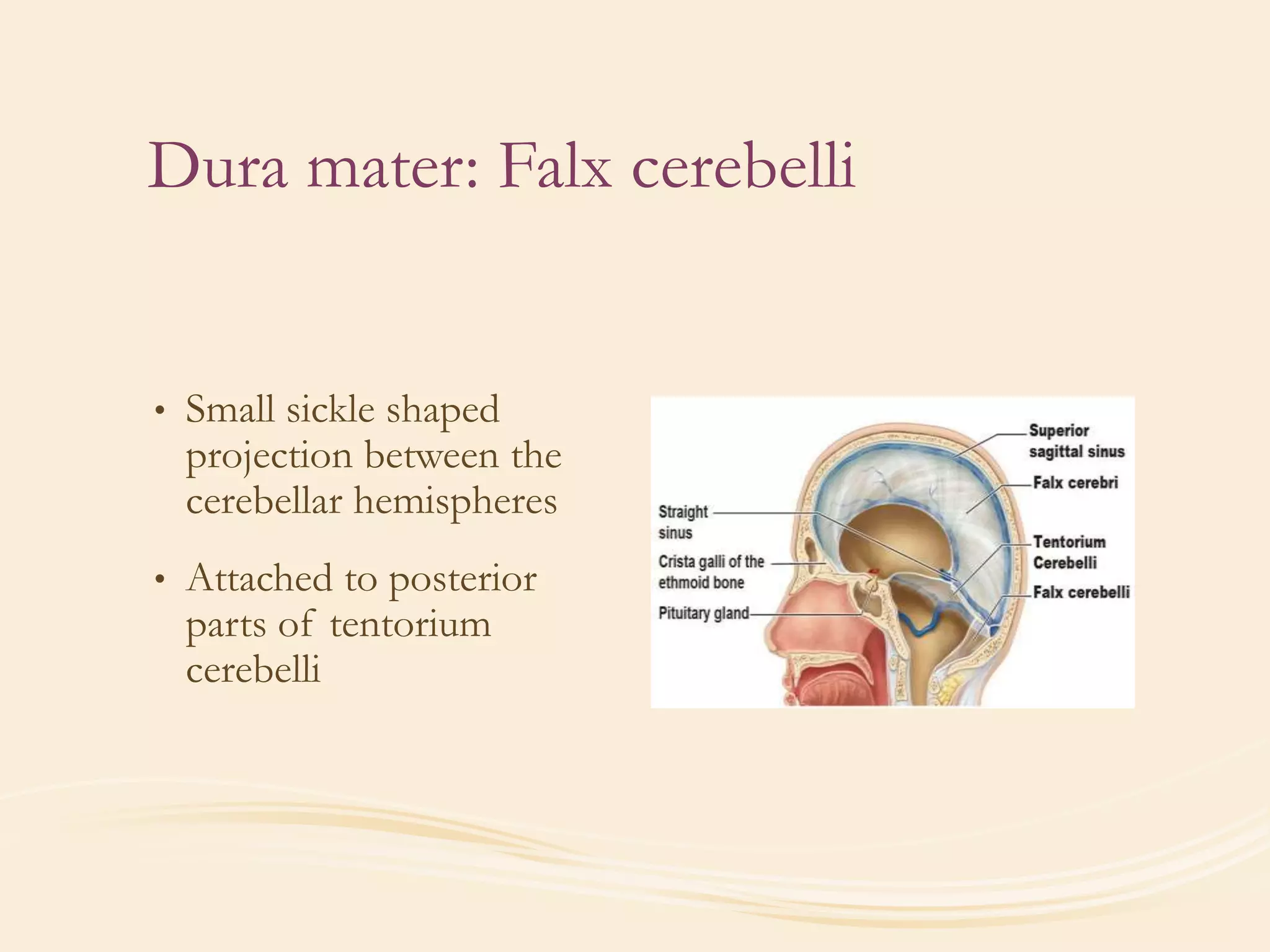 Meninges of brain and spinal cord | PPTX