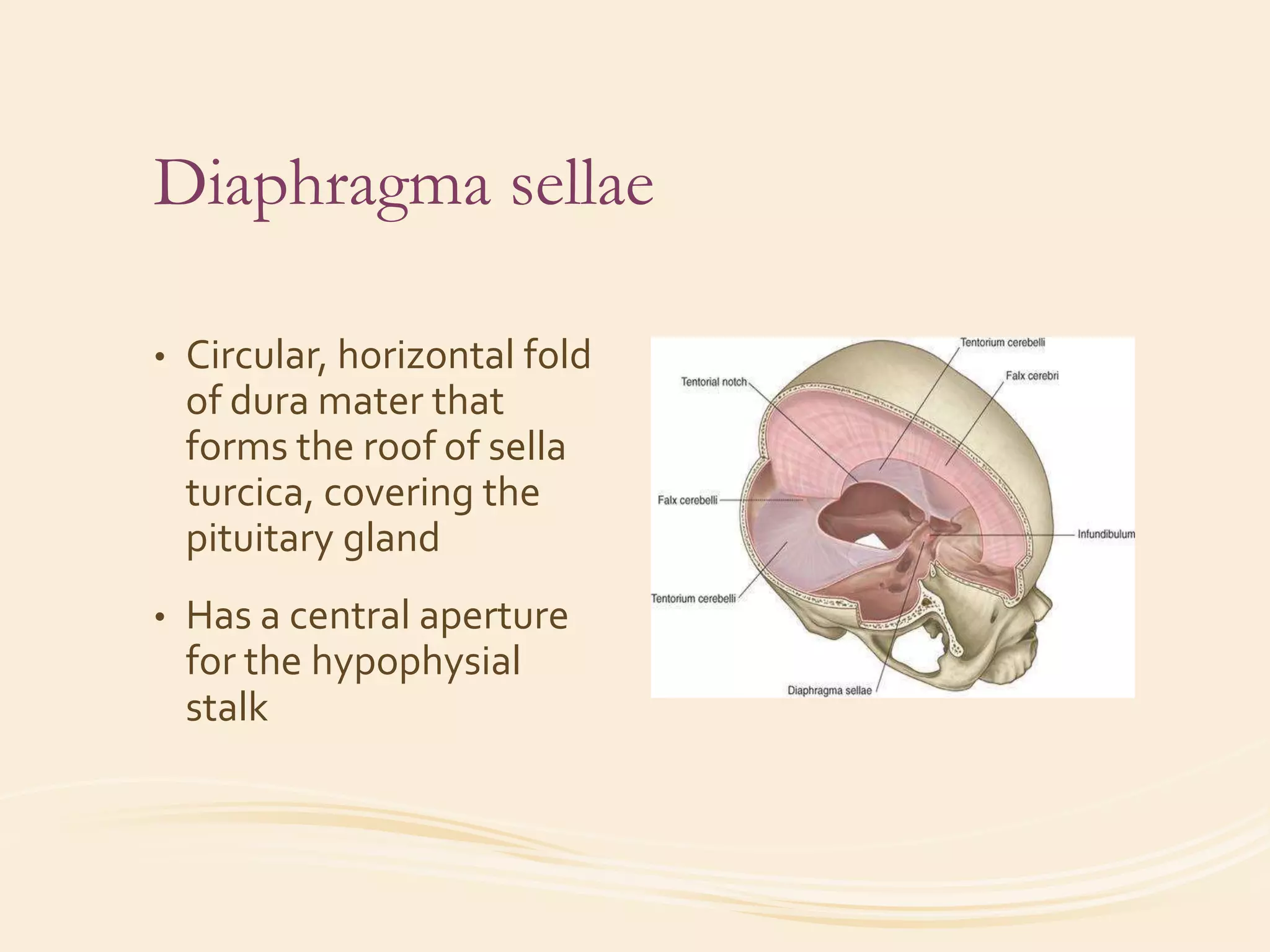 Meninges of brain and spinal cord | PPTX