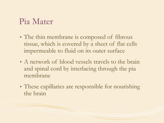 Meninges of brain and spinal cord | PPTX