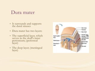 Meninges of brain and spinal cord | PPTX