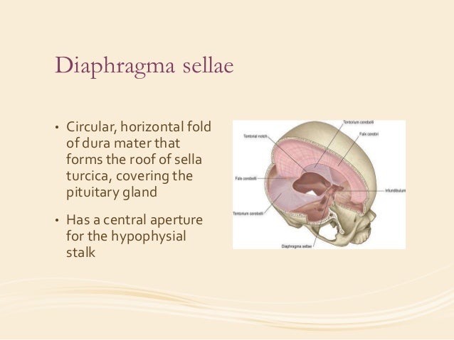 Meninges of brain and spinal cord