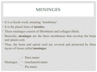 Meninges | PPTX