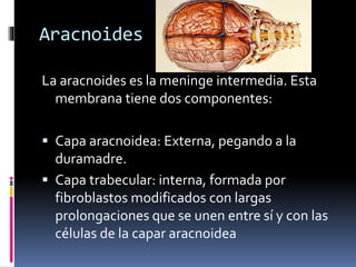 Meninges | PPTX
