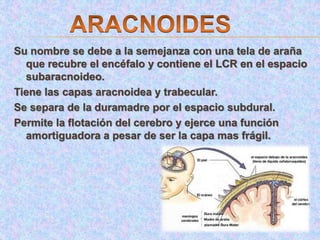 Meninges.mariela | PPT