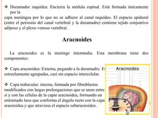 Meninges | PPTX