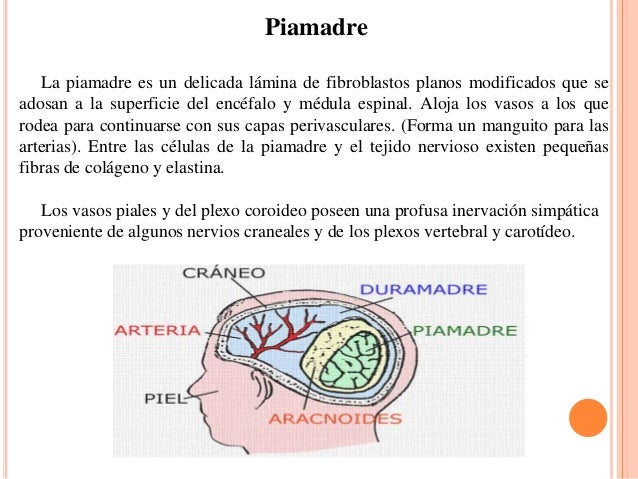 Meninges