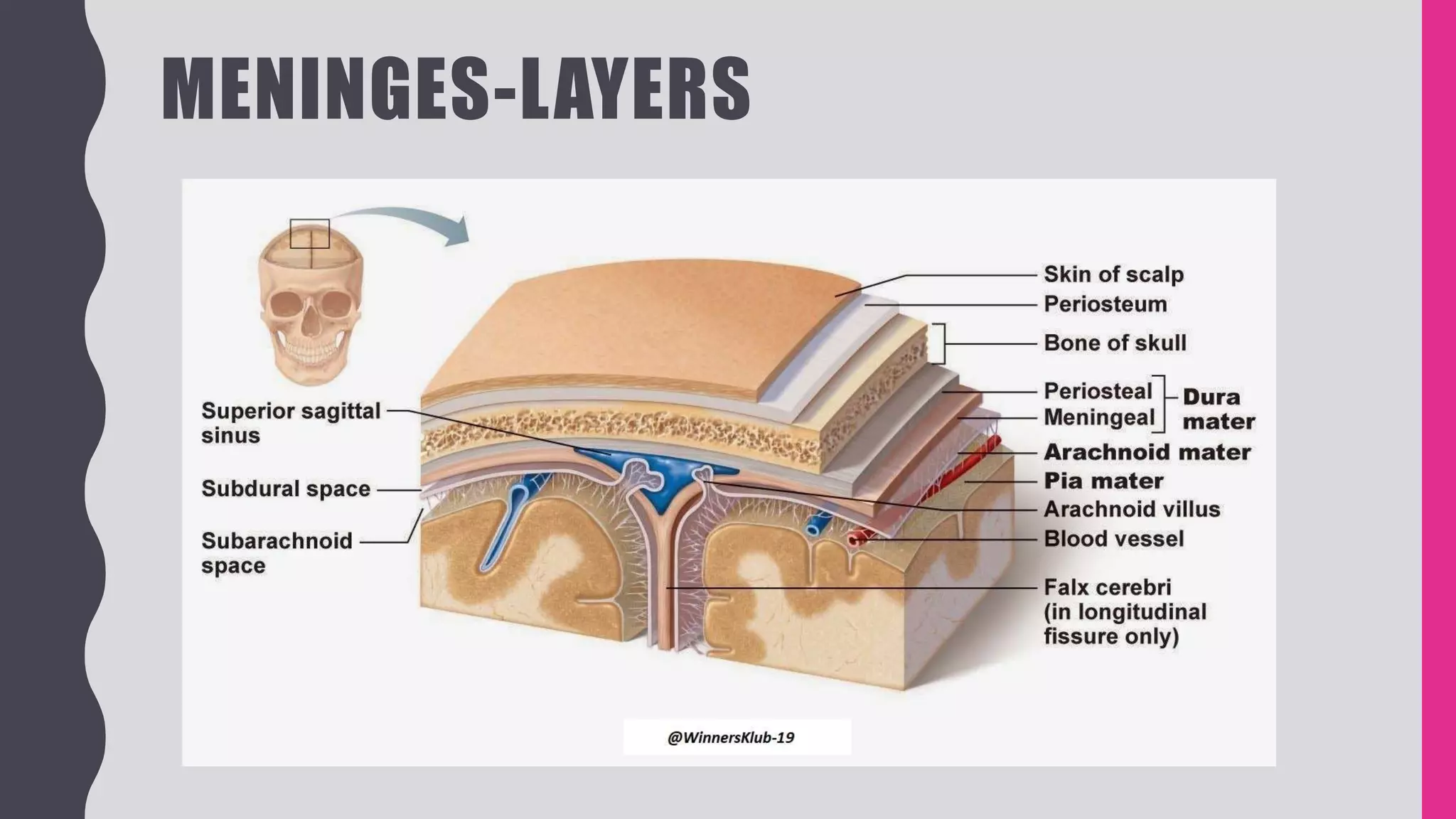 Meninges - Anatomy of the Meninges & CSF | PPTX