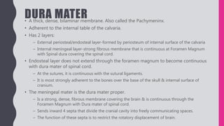 Meninges - Anatomy of the Meninges & CSF | PPTX