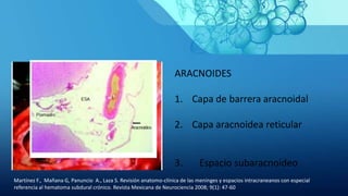 Aspectos clave de Meninges | PPTX