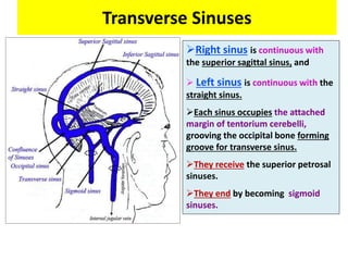 Meninges.ppt