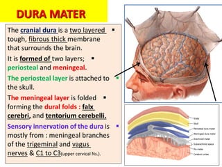 Meninges.ppt