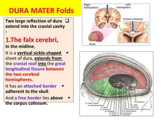 Meninges.ppt