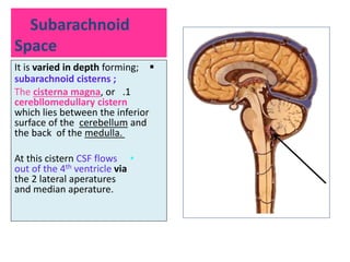 Meninges.ppt