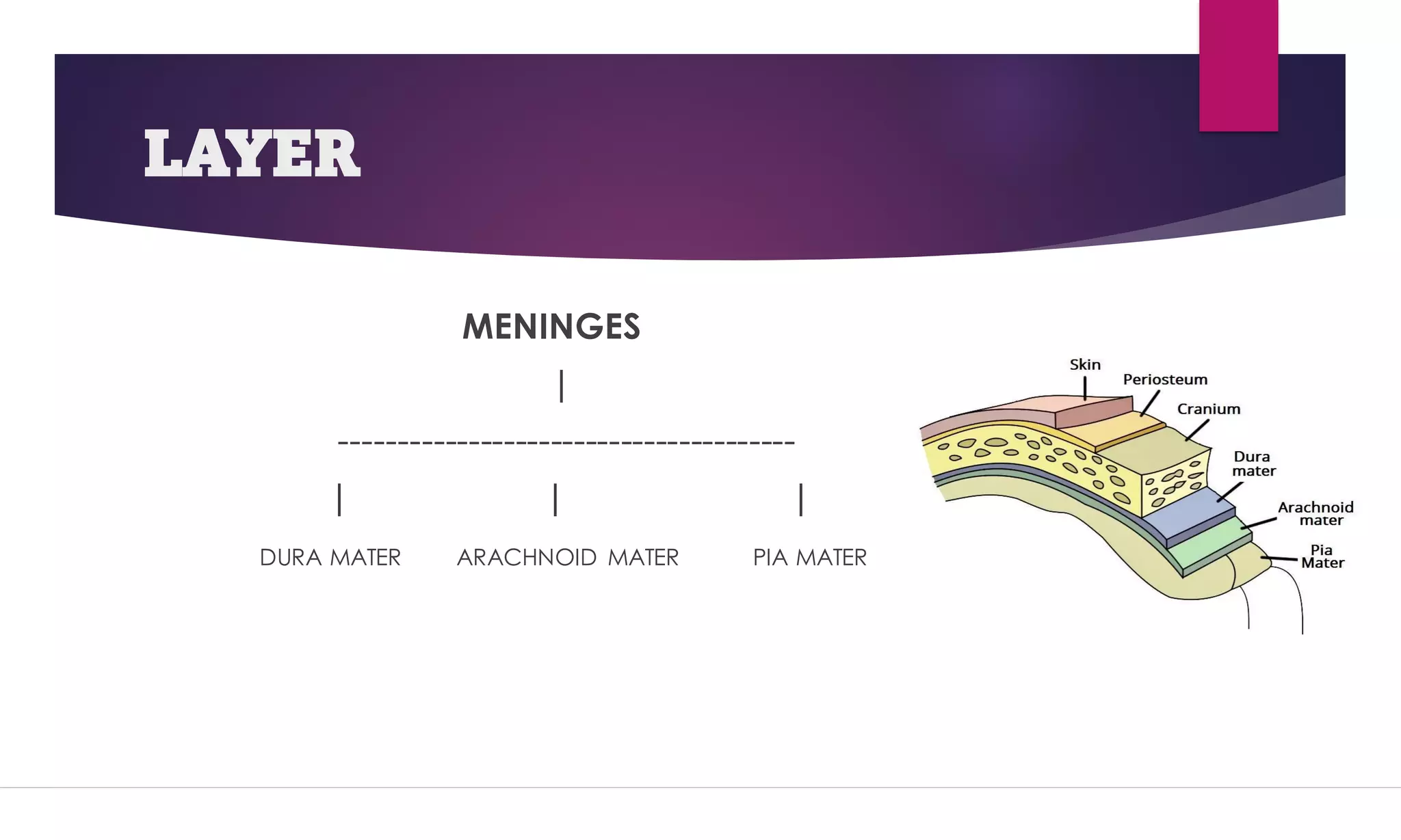 Meninges.pdf