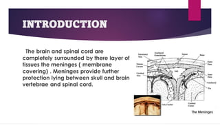 Meninges.pdf