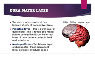Meninges.pdf