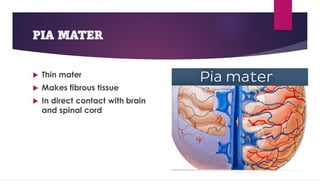 Meninges.pdf