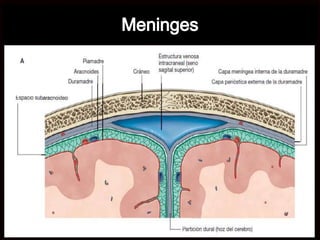 Meninges Neuroanatomia | PPTX