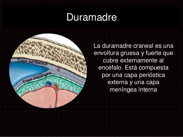 Meninges Neuroanatomia
