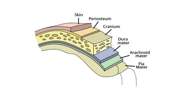 Meninges anatomy of meninges by Abid . . | PPT