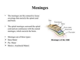 Meninges and csf | PPT