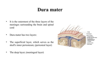 Meninges and csf | PPT