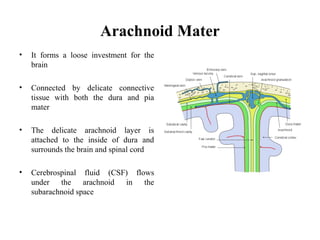 Meninges and csf | PPT