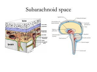 Meninges and csf | PPT