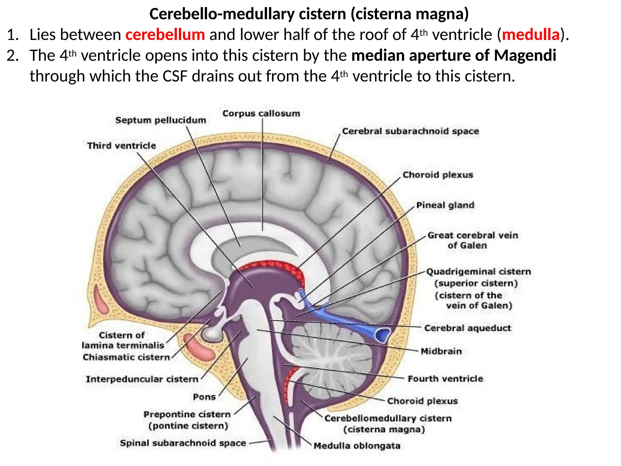 meninges and cerebrospinal fluids ..pptx