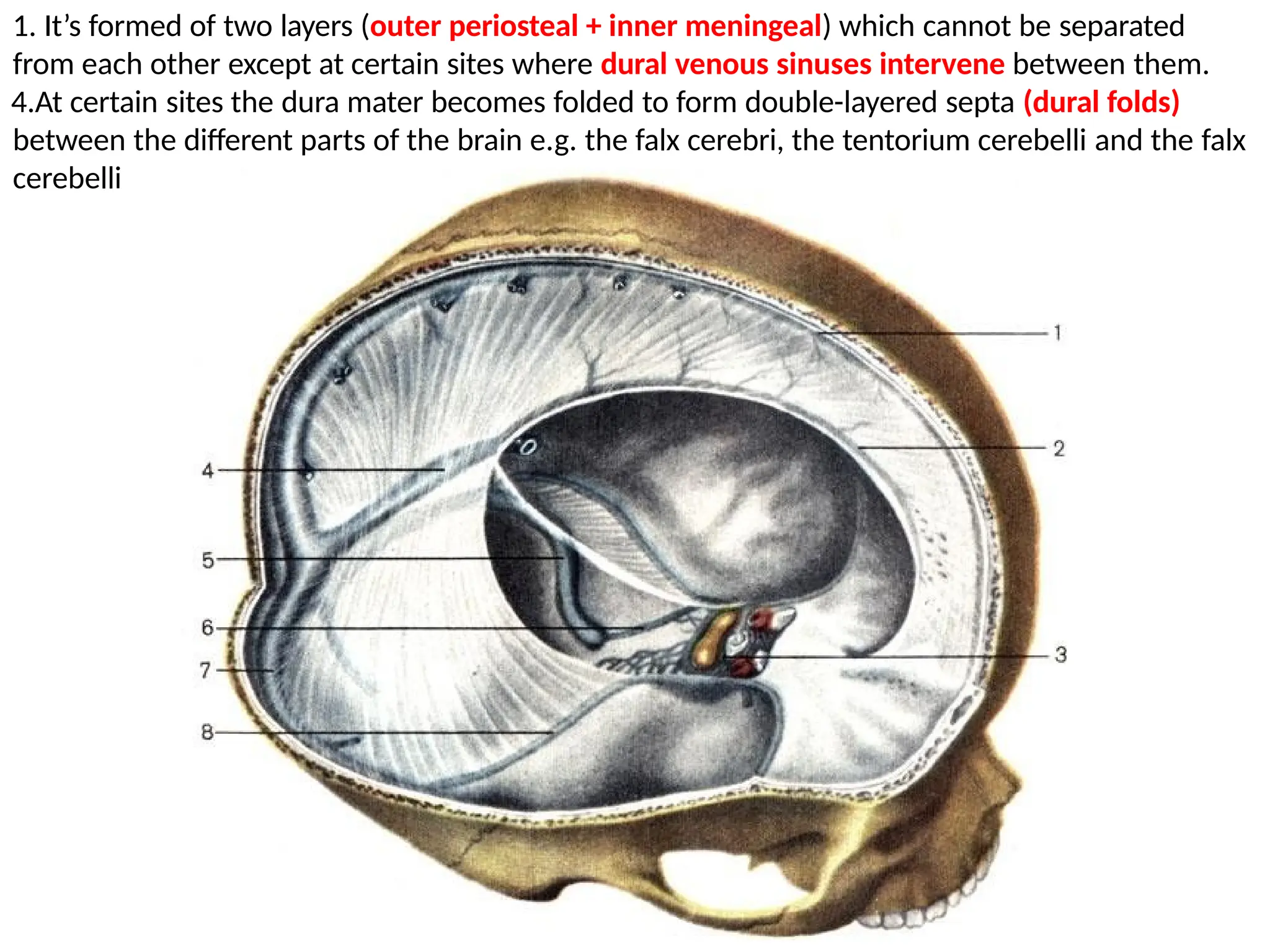 meninges and cerebrospinal fluids ..pptx
