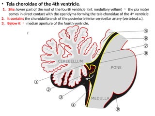 meninges and cerebrospinal fluids ..pptx