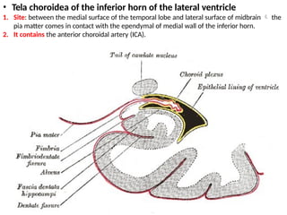 meninges and cerebrospinal fluids ..pptx