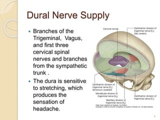 Meninges with it's clinical aspects | PPTX