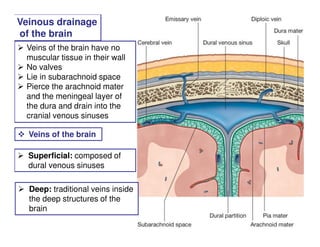 meninges_blood_supply_of_the_brain_2.pdf | Death, Injury, or Military ...