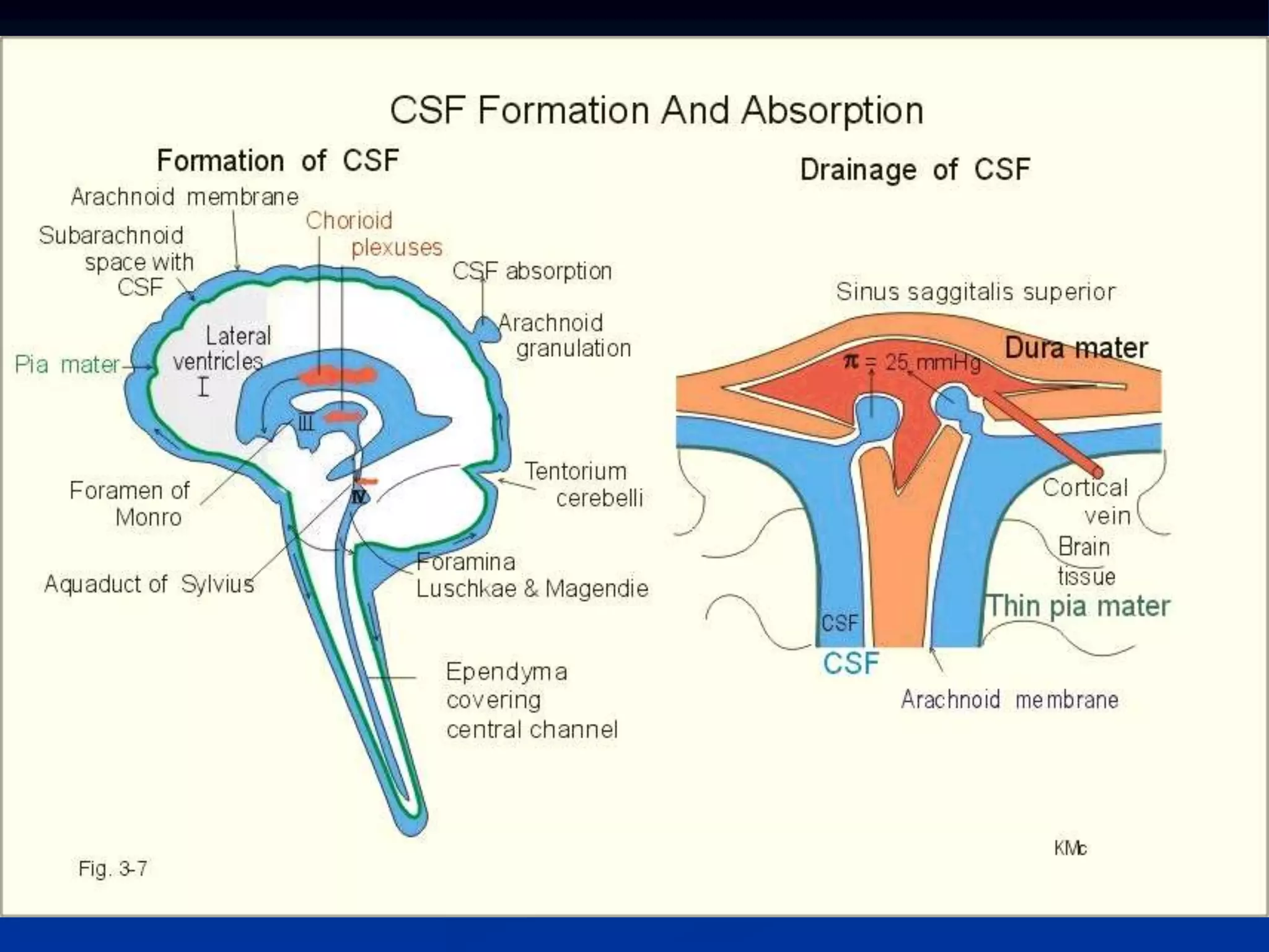 Meninges, Brain’s cavities, and Cerebrospinal fluid_dr. Djoko P. oK.ppt