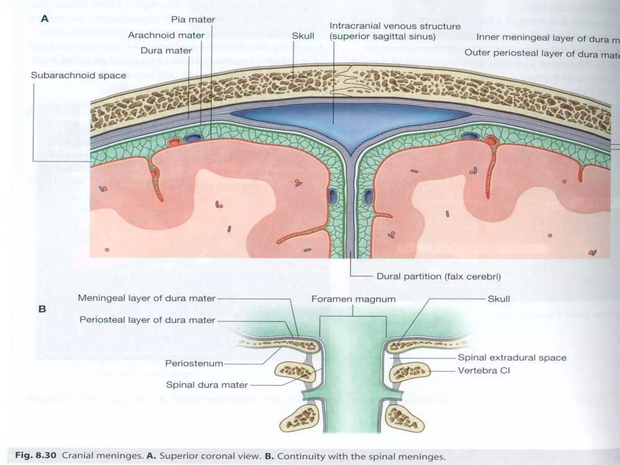 Meninges, Brain’s cavities, and Cerebrospinal fluid_dr. Djoko P. oK.ppt