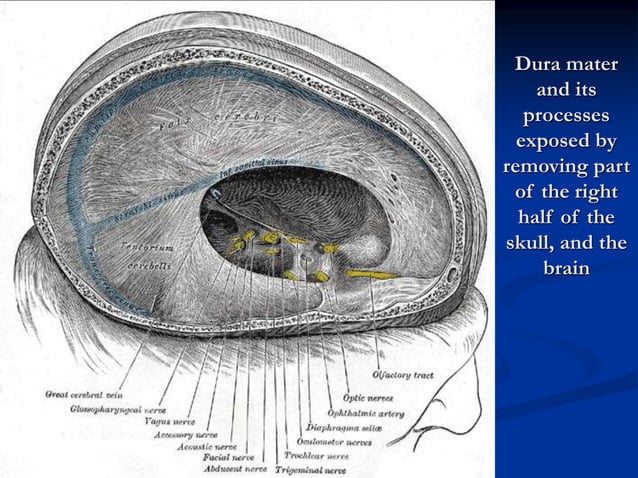 Meninges, Brain’s cavities, and Cerebrospinal fluid_dr. Djoko P. oK.ppt