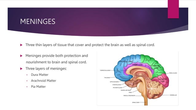 Meninges, Brain ventricle and electrophysiology.pptx | Free download