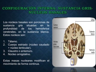 meninges, cerebro, cerebelo.pptx partes oseas del cuello | PPTX