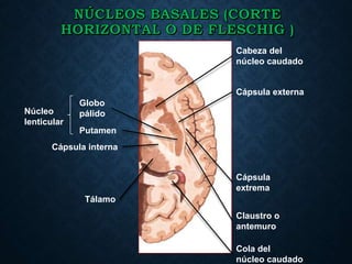 meninges, cerebro, cerebelo.pptx partes oseas del cuello | PPTX