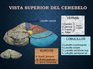 meninges, cerebro, cerebelo.pptx partes oseas del cuello | PPTX