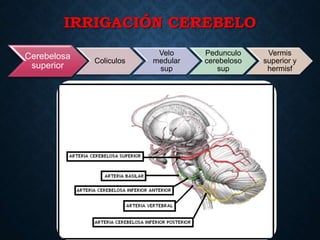 meninges, cerebro, cerebelo.pptx partes oseas del cuello | PPTX