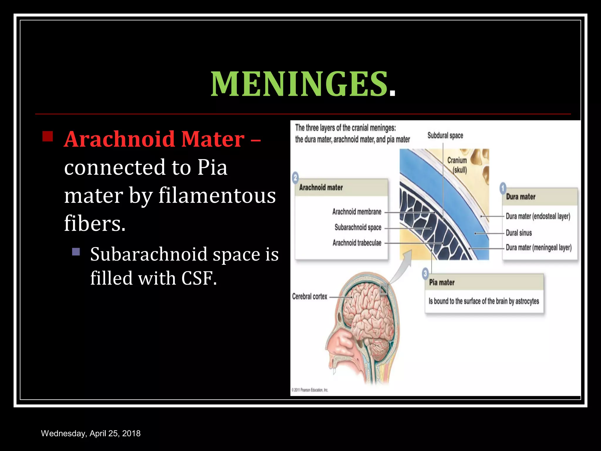 MENINGES, CEREBROSPINAL FLUID AND BLOOD BRAIN BARRIER | PPT