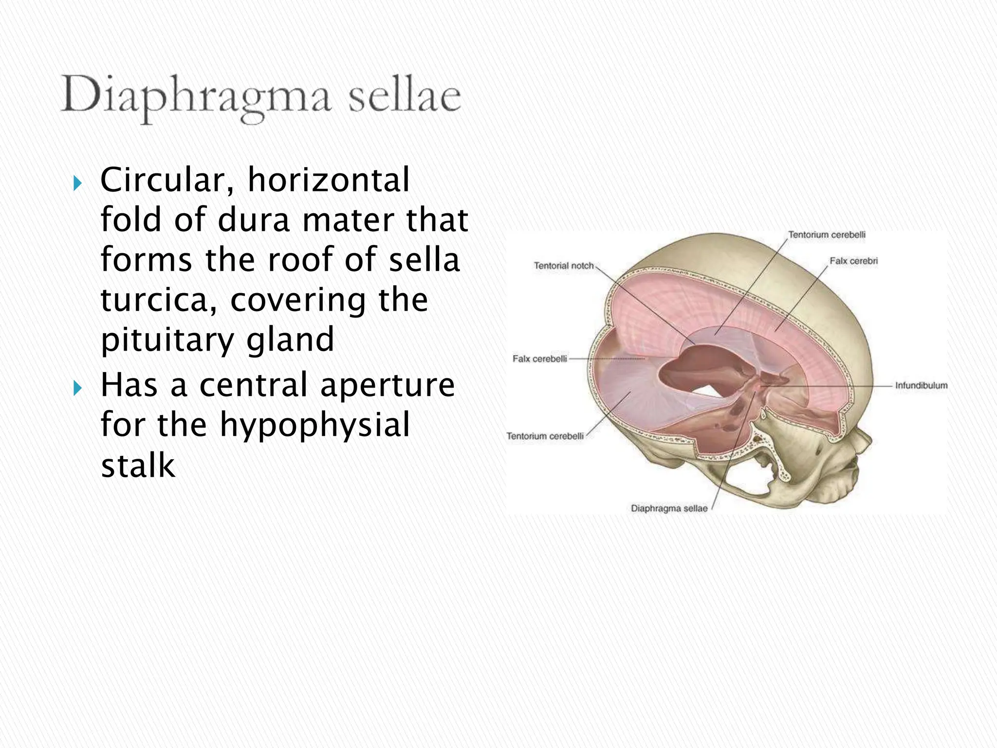 Meninges covering of the CNS.pdf
