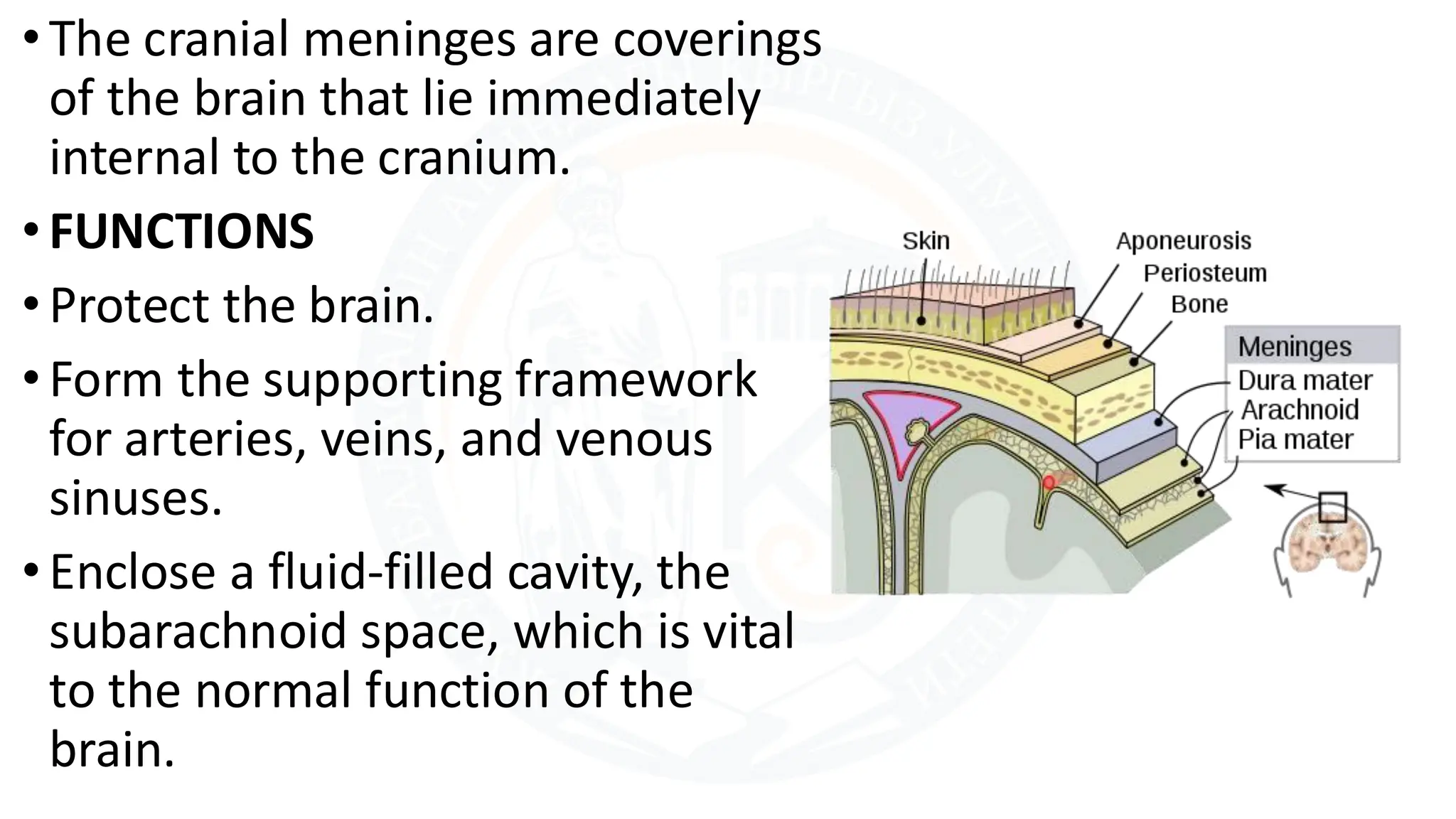 Meninges & Dural folds.pdf meninges and dural folds | PDF