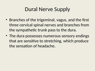 meninges of brain 1.pptx which will help | PPT