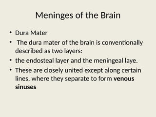 meninges of brain 1.pptx which will help | PPTX