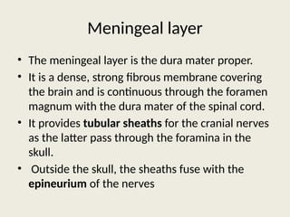 meninges of brain 1.pptx which will help | PPTX