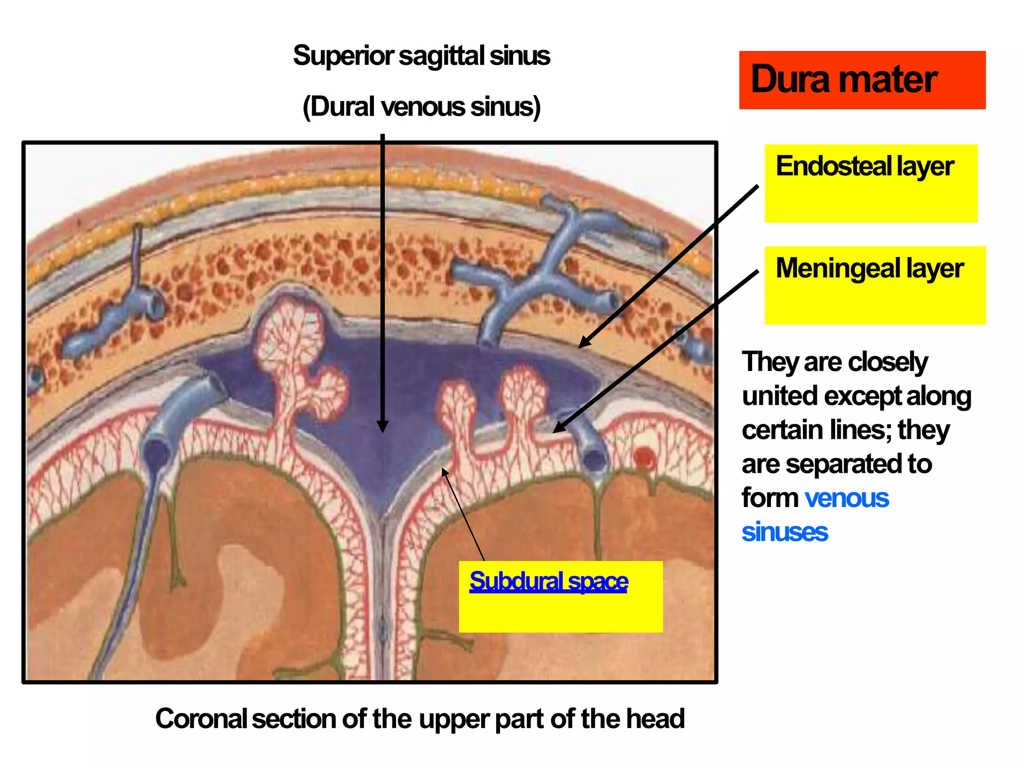 Meninges of brain and spinal cord | PPTX