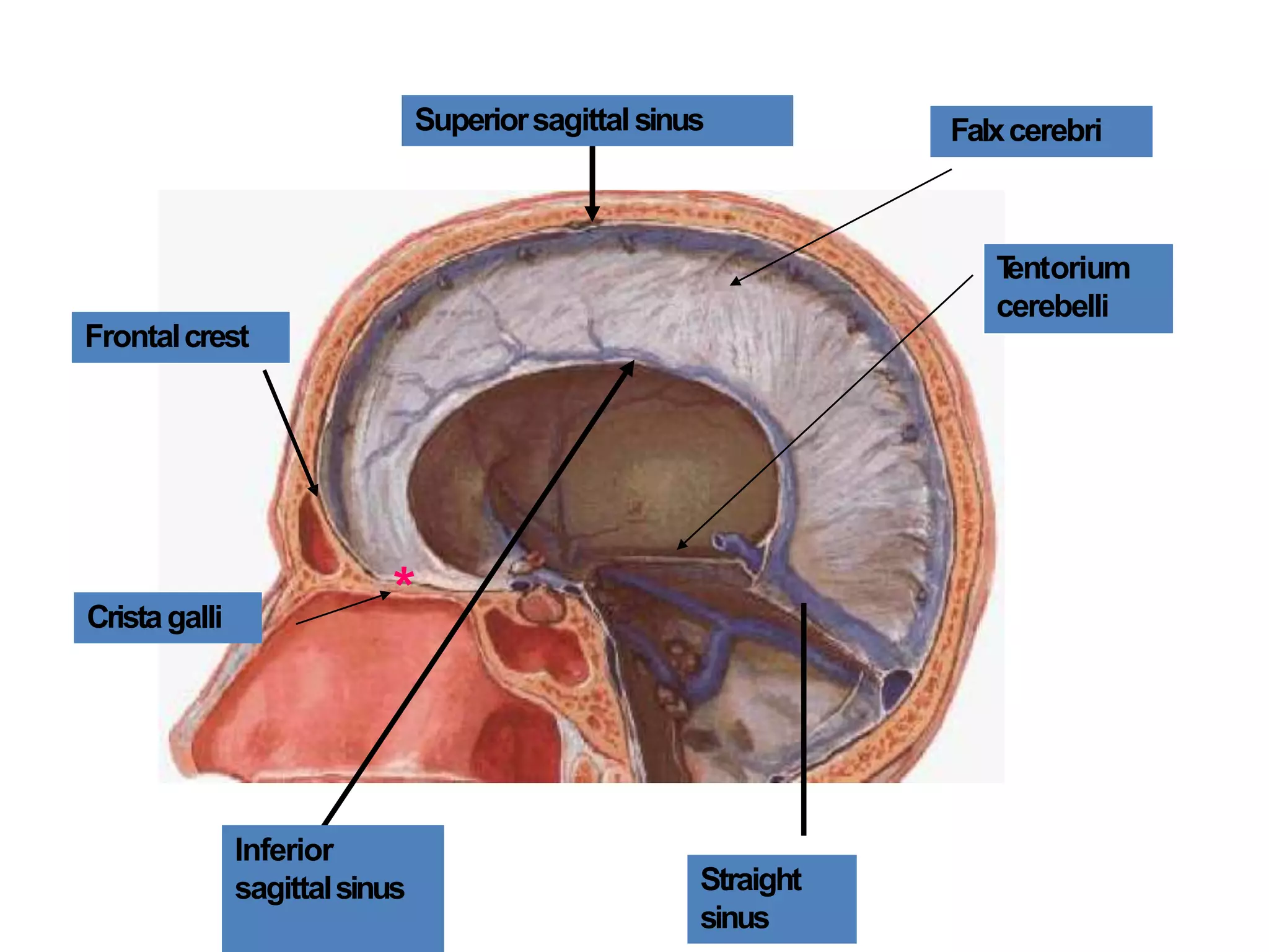 Meninges of brain and spinal cord | PPT